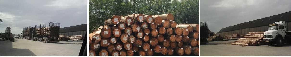 Wood Logs Export | GLOBAL WOOD TRADE